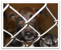 Iosco County Animal Shelter
