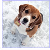 Iosco County Animal Shelter
